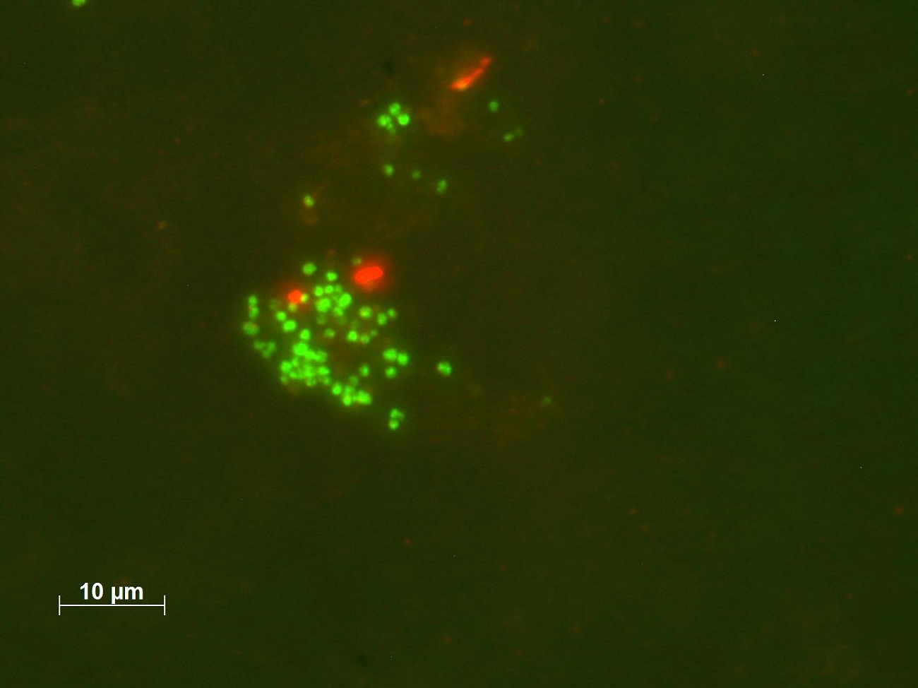 Mikrob samodzielnie zamienia ropę naftową w metan. Naukowcy są ...